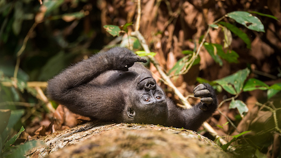 Mondika - CONGO-APES - Goualougo Triangle Ape Project
