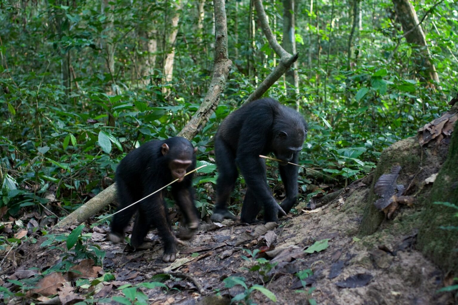 Tool Use: - CONGO-APES